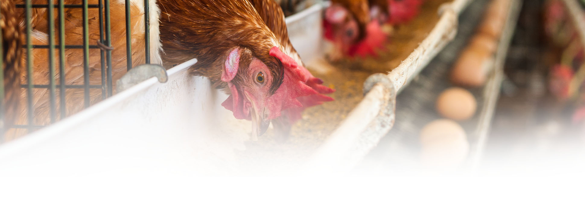 Kanatlı Grubu | Dynamic Pharma Hayvan Besleme Ürünleri